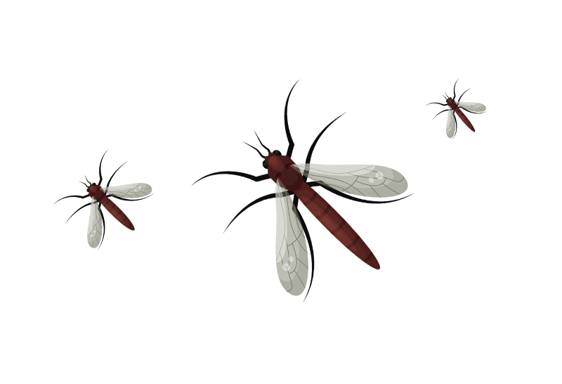 Mosquito Control | The Eco Man Pest Solutions | Durham NC